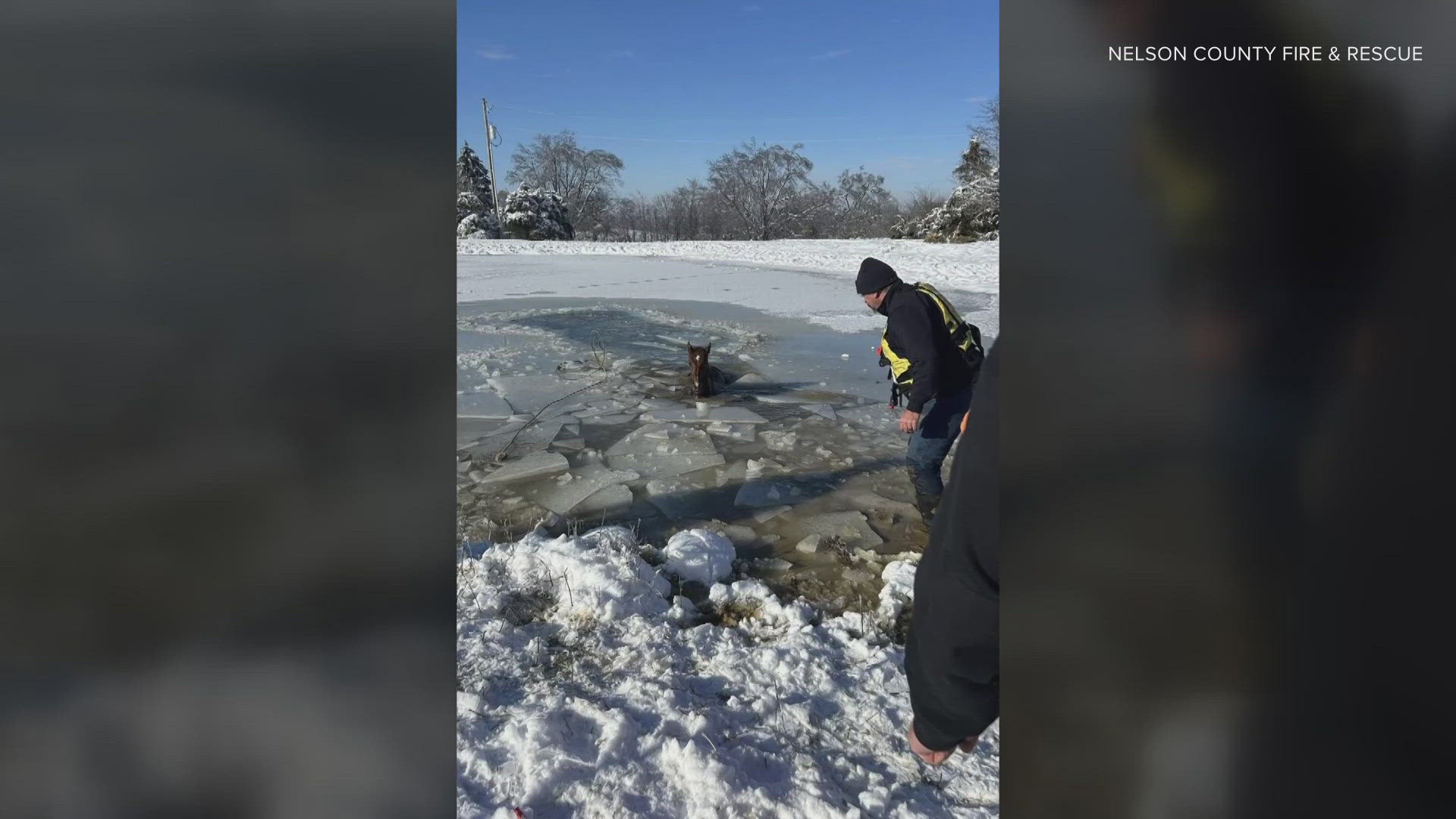 Nelson County first responders rescue horse who fell into frozen pond ...