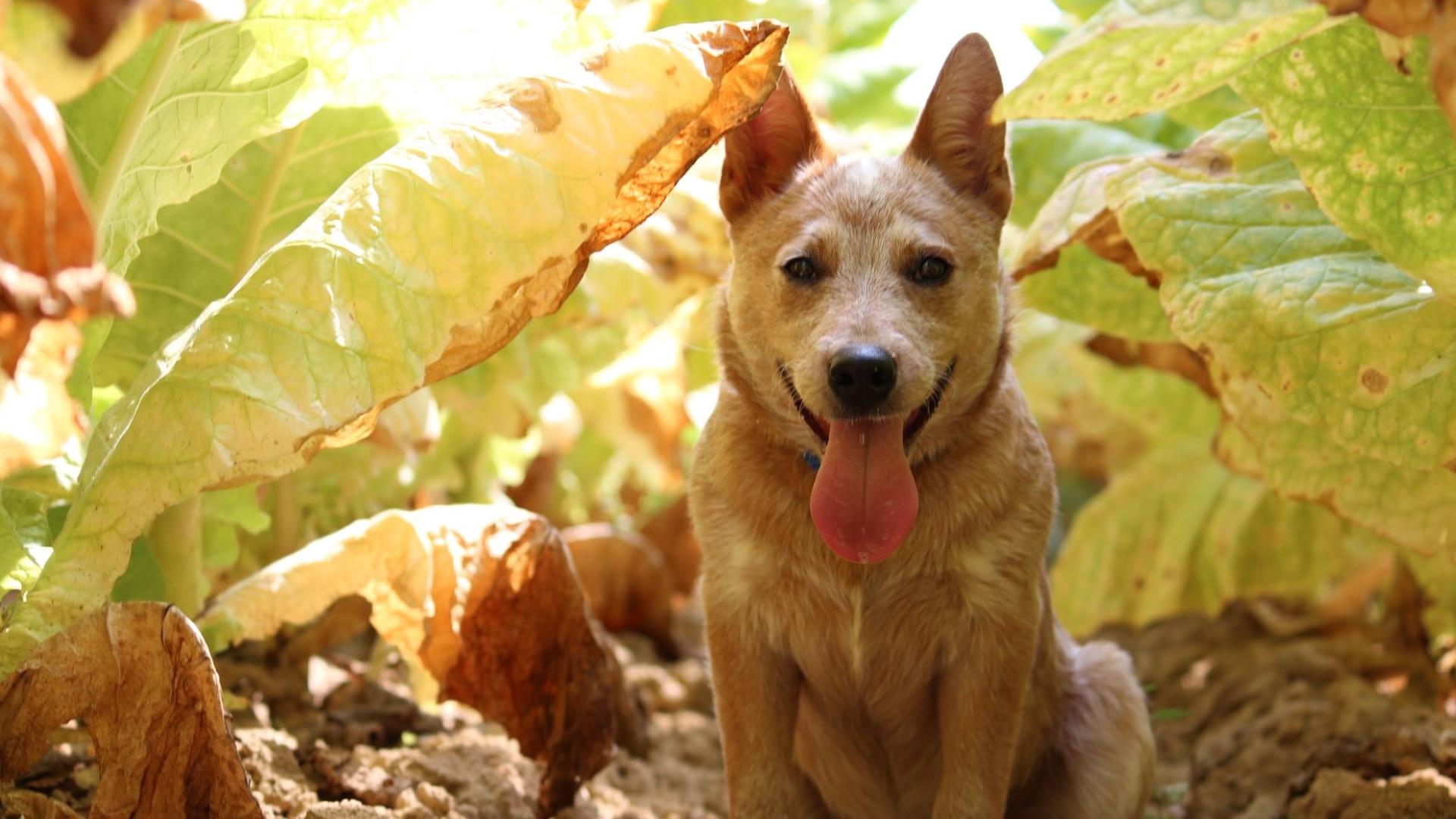 'Heart of the Farm' | Blind Kentucky dog named finalist in national ...