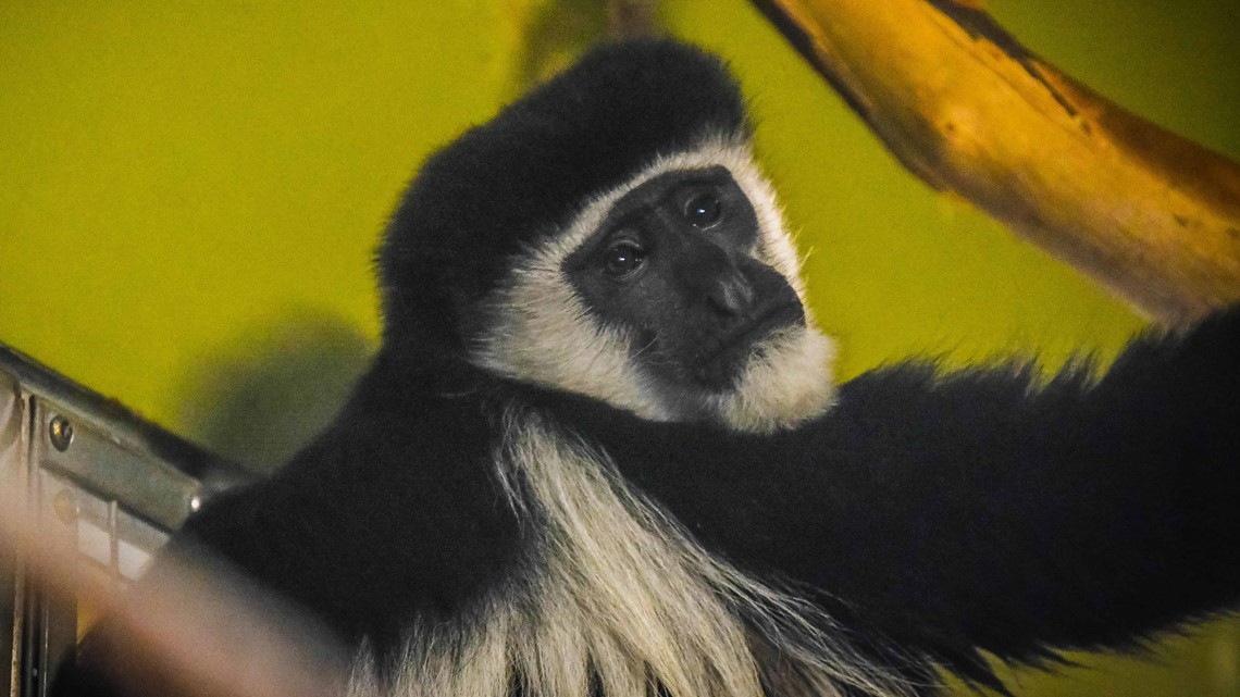 Louisville Zoo welcomes colobus monkey trio to African Outpost | whas11.com