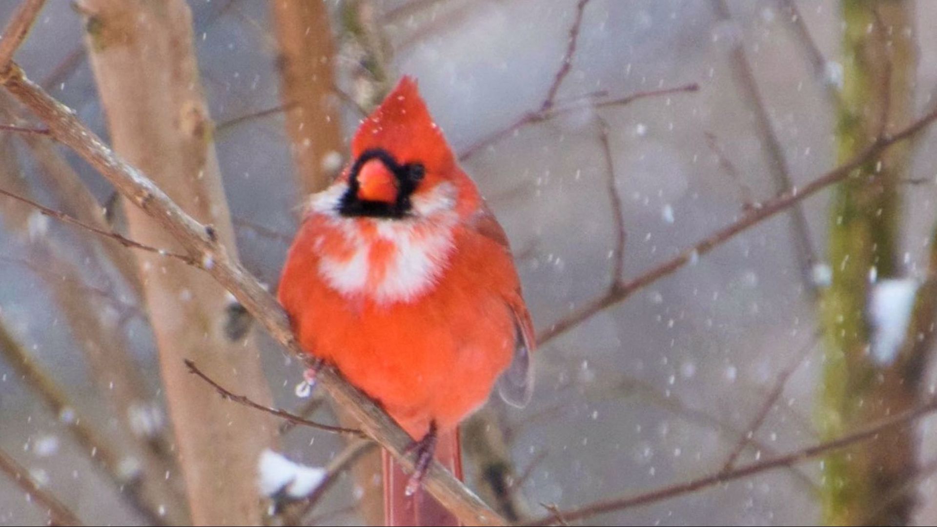 Rare cardinals, red birds half white, Louisville Leucistic birds ...