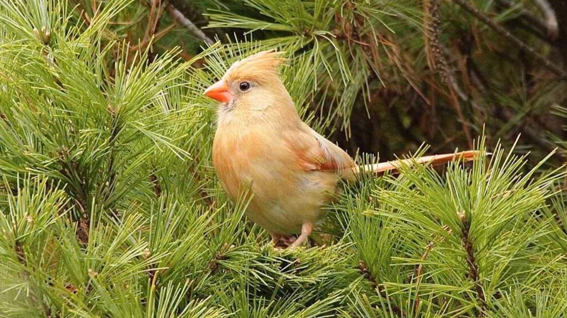 Rare cardinals, red birds half white, Louisville Leucistic birds ...