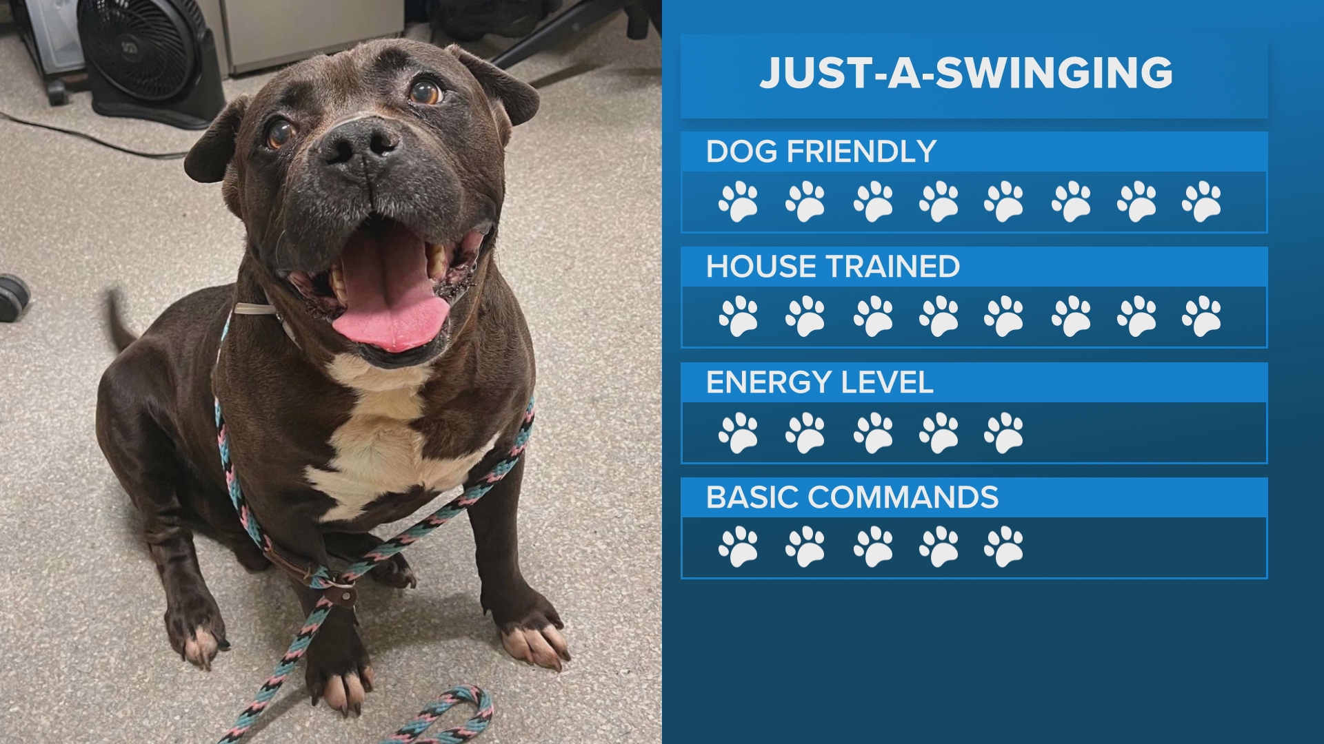 LMAS dog looking for adoption ahead of July 4 weekend | whas11.com