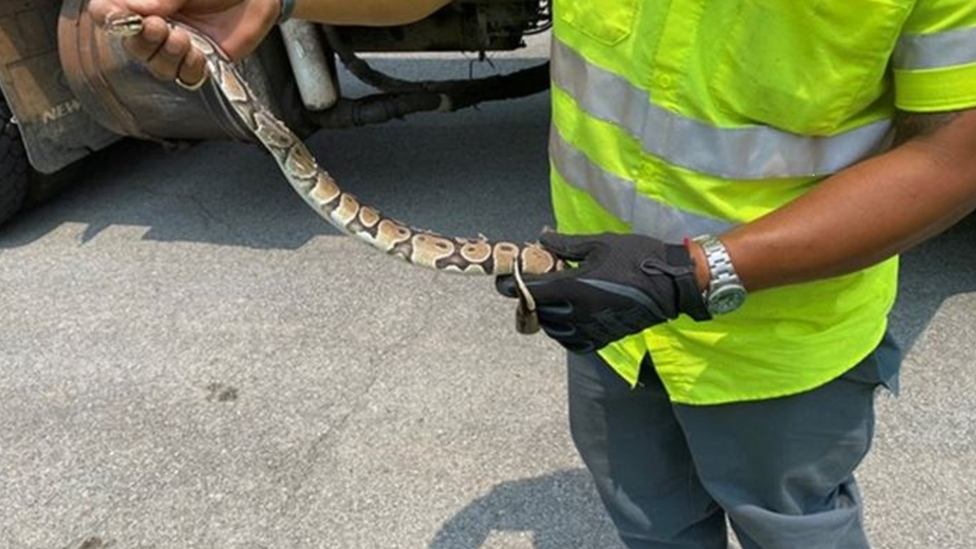 Louisville sanitation workers find discarded snake among trash | whas11.com