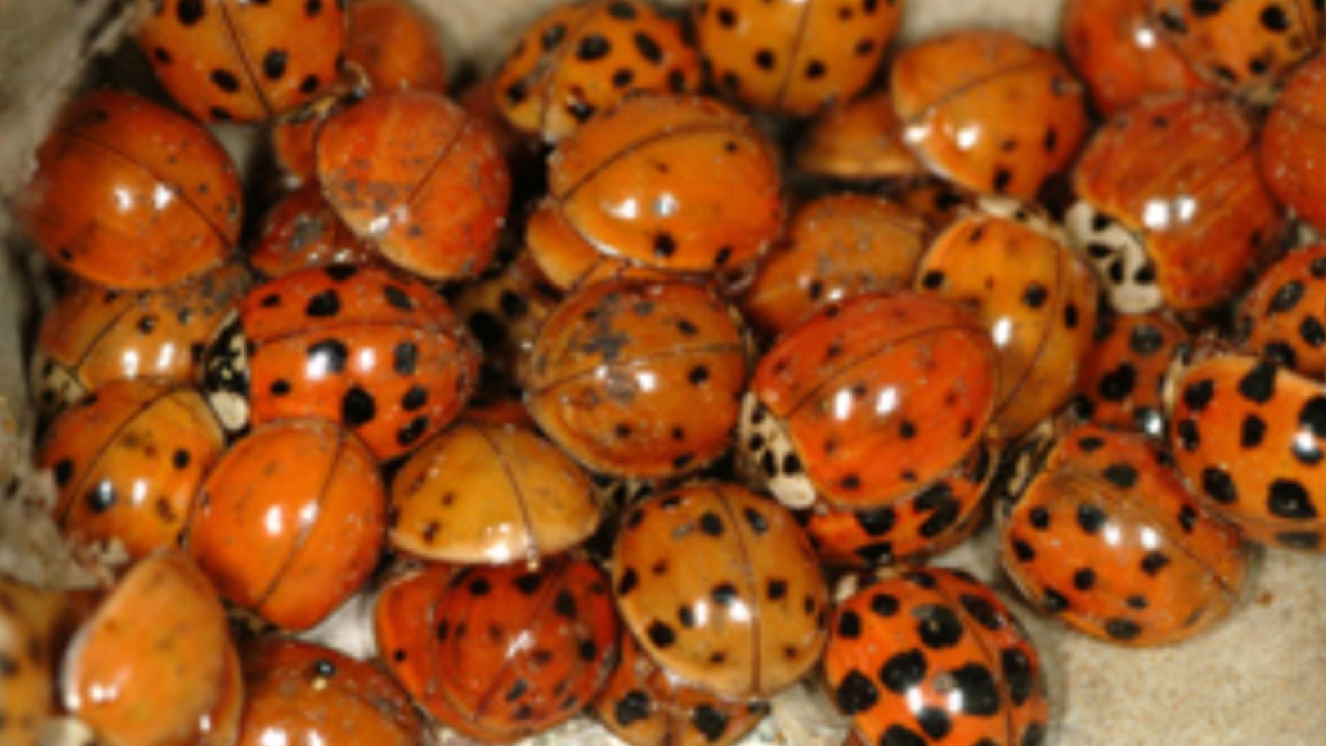 How to get rid of Asian lady beetles invading Kentucky homes | whas11.com