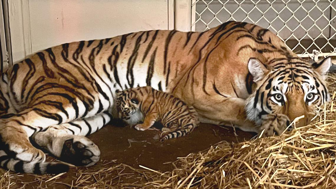 Louisville Zoo welcoming tiger cubs for the first time in 22 years ...