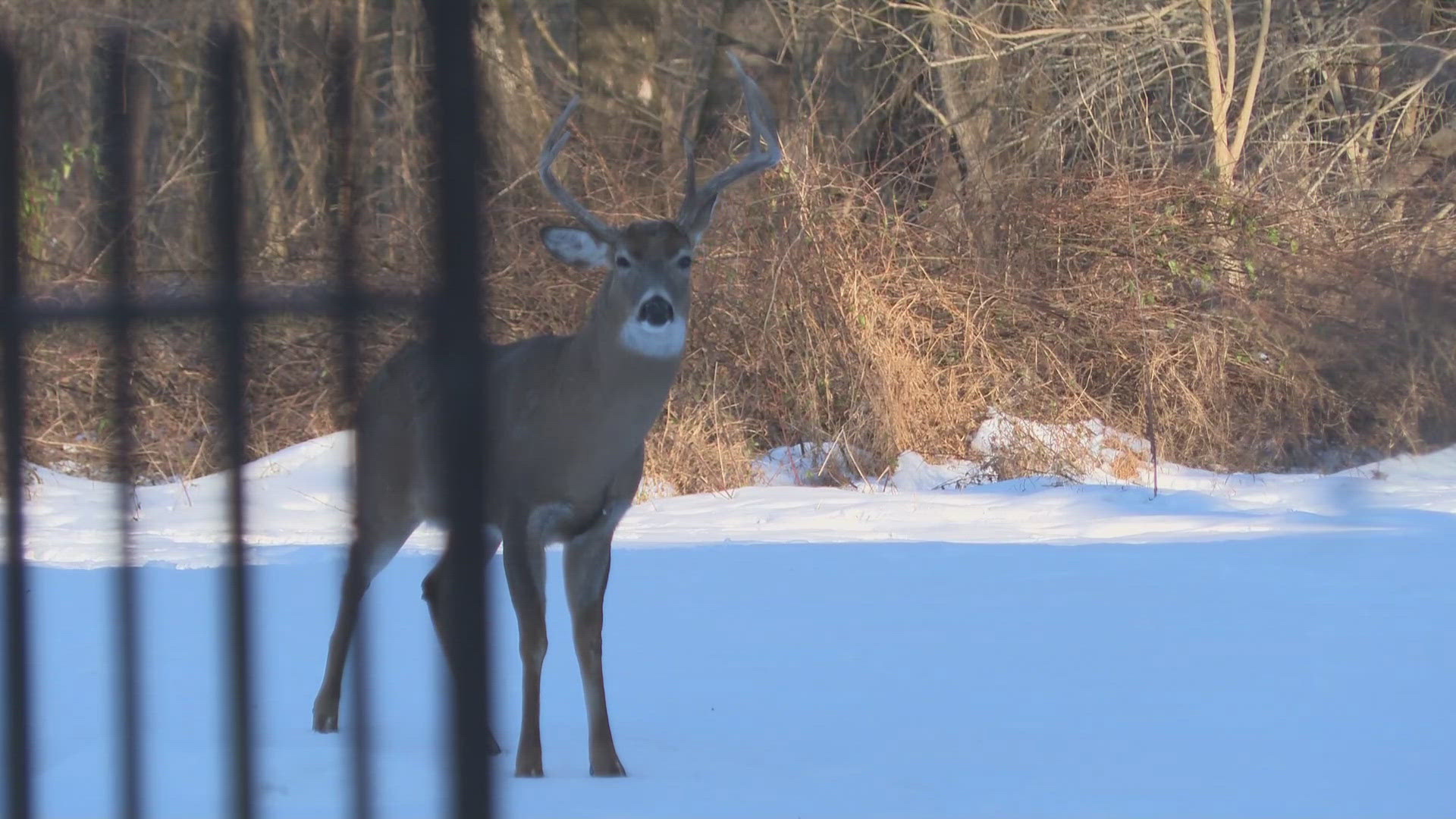 Community members shocked after deer illegally poached in dense ...