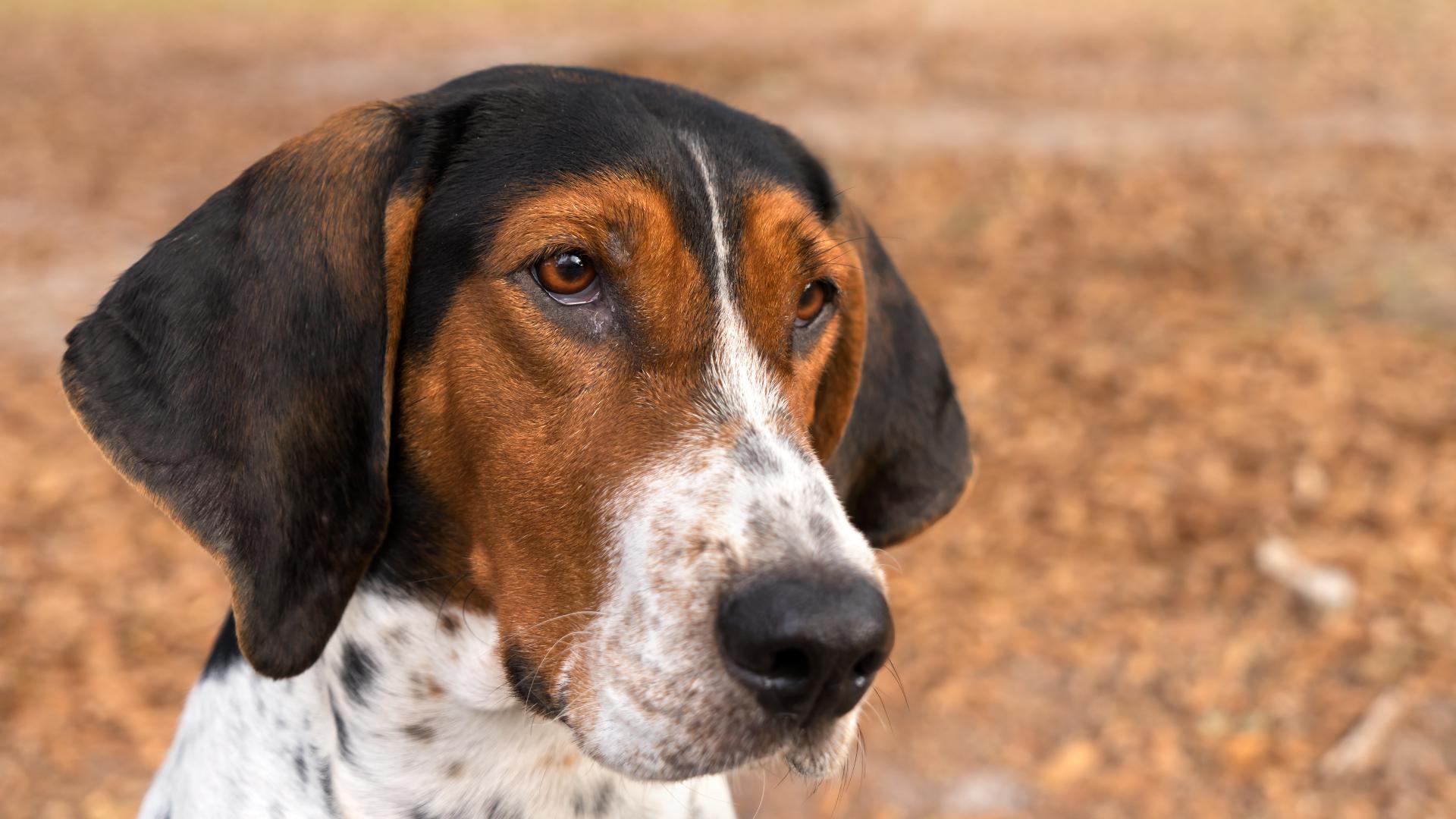 Kentucky may soon have an official state dog | whas11.com