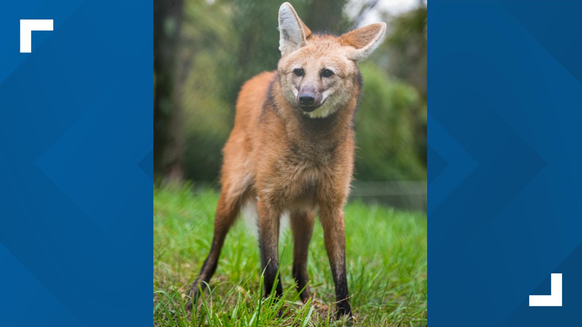 Louisville Zoo welcomes maned wolf from Kansas | whas11.com