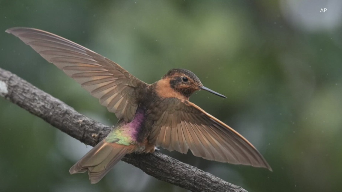 Migration map: First hummingbirds arrive early in Kentucky | whas11.com