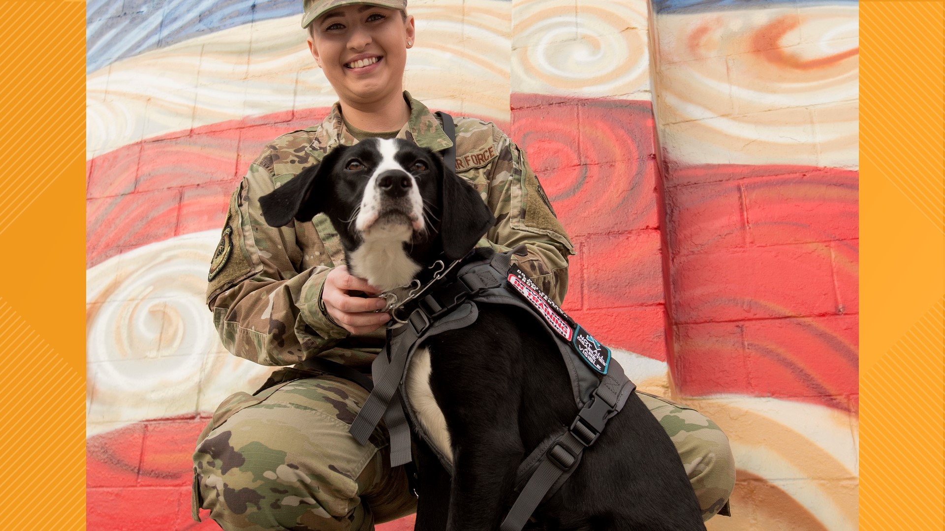 PHOTOS | Rescue dogs help heal wounded warriors | whas11.com