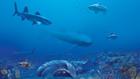 New ancient shark species discovered in Mammoth Cave National Park ...