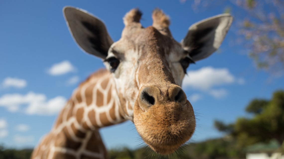 Friendly but fierce: Getting to know giraffes | whas11.com