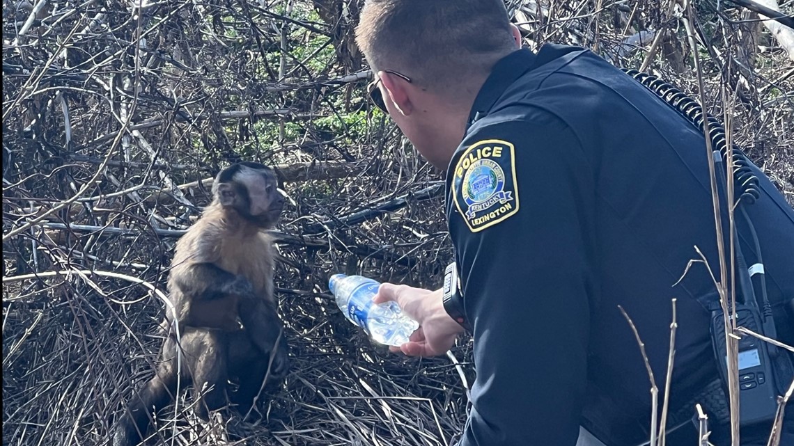 Lexington police find family's missing monkey on I-75 | whas11.com