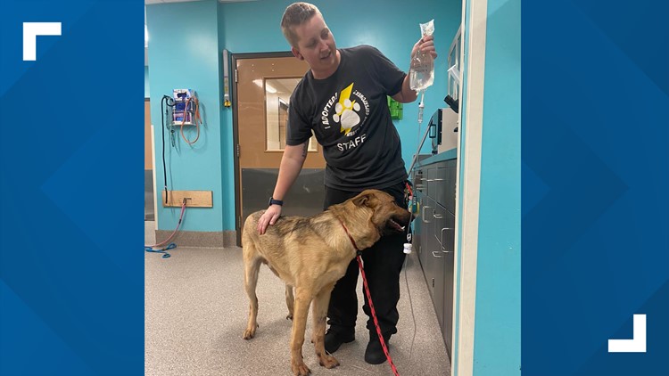 LMAS: Dog found shot in the head in Louisville, meet Magic | whas11.com