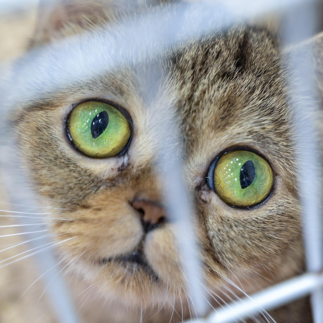 LMAS pausing cat intakes due to overwhelming number of strays | whas11.com