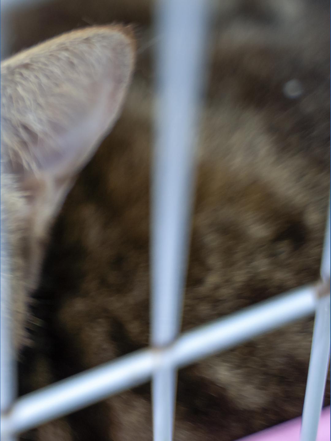 LMAS pausing cat intakes due to overwhelming number of strays | whas11.com