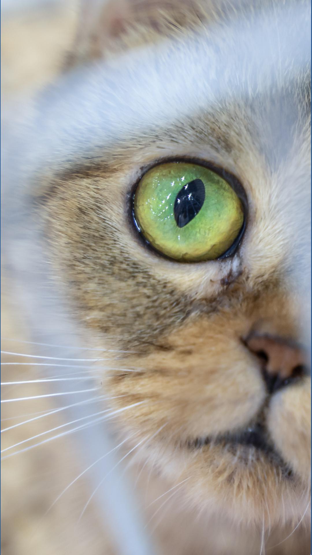 LMAS pausing cat intakes due to overwhelming number of strays | whas11.com