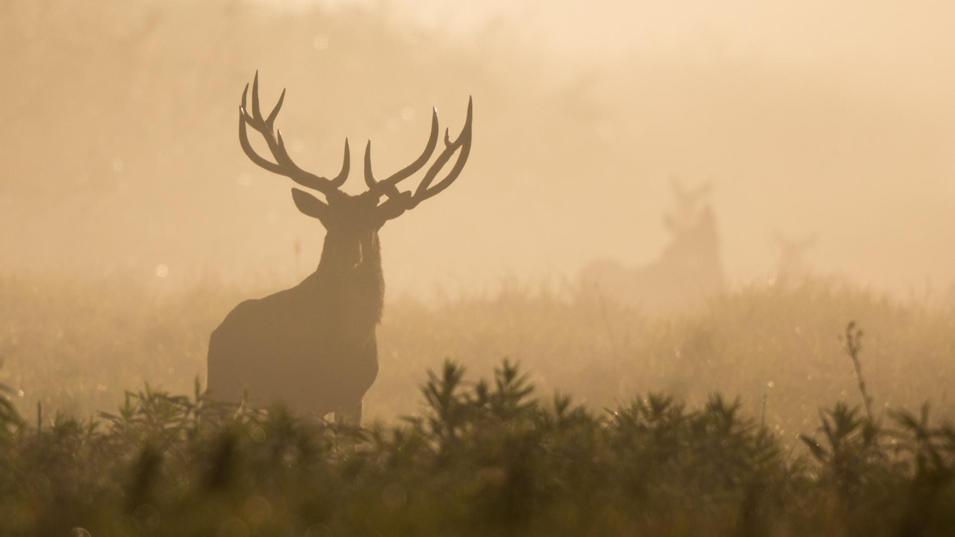 How to get a hunting license in Kentucky | whas11.com