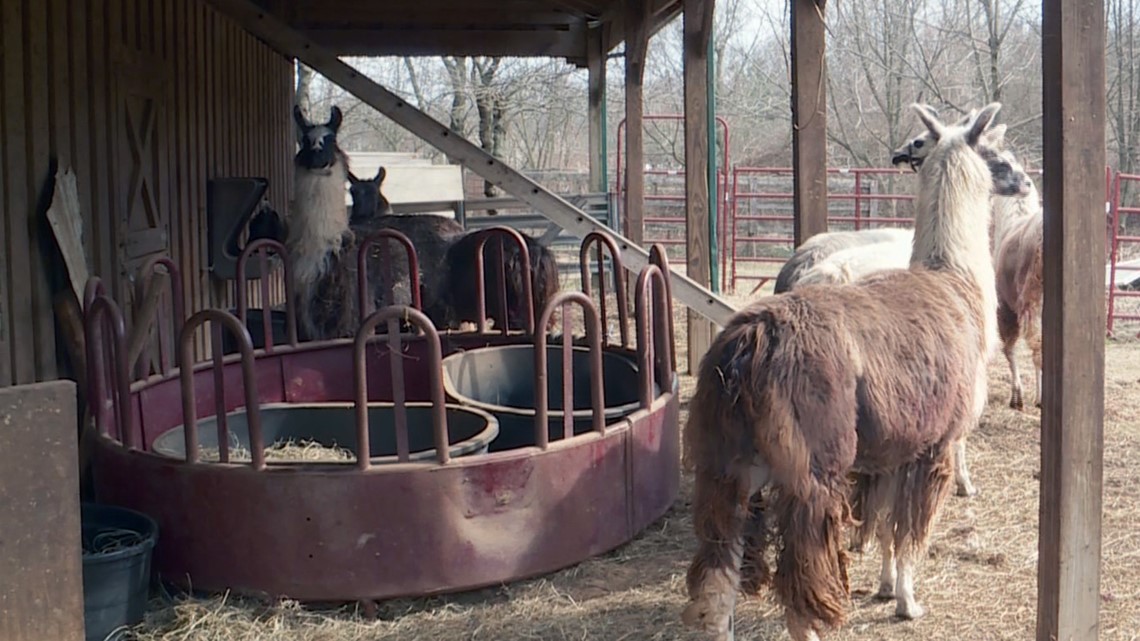 Llama owners looking for answers after mysterious attack | whas11.com