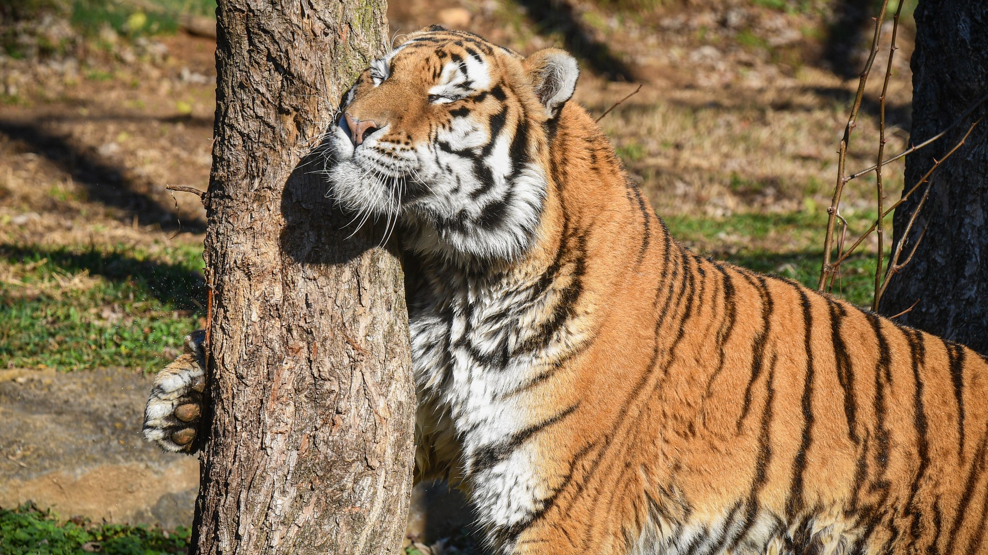 Louisville Zoo welcomes new Amur tiger, Timmy | whas11.com