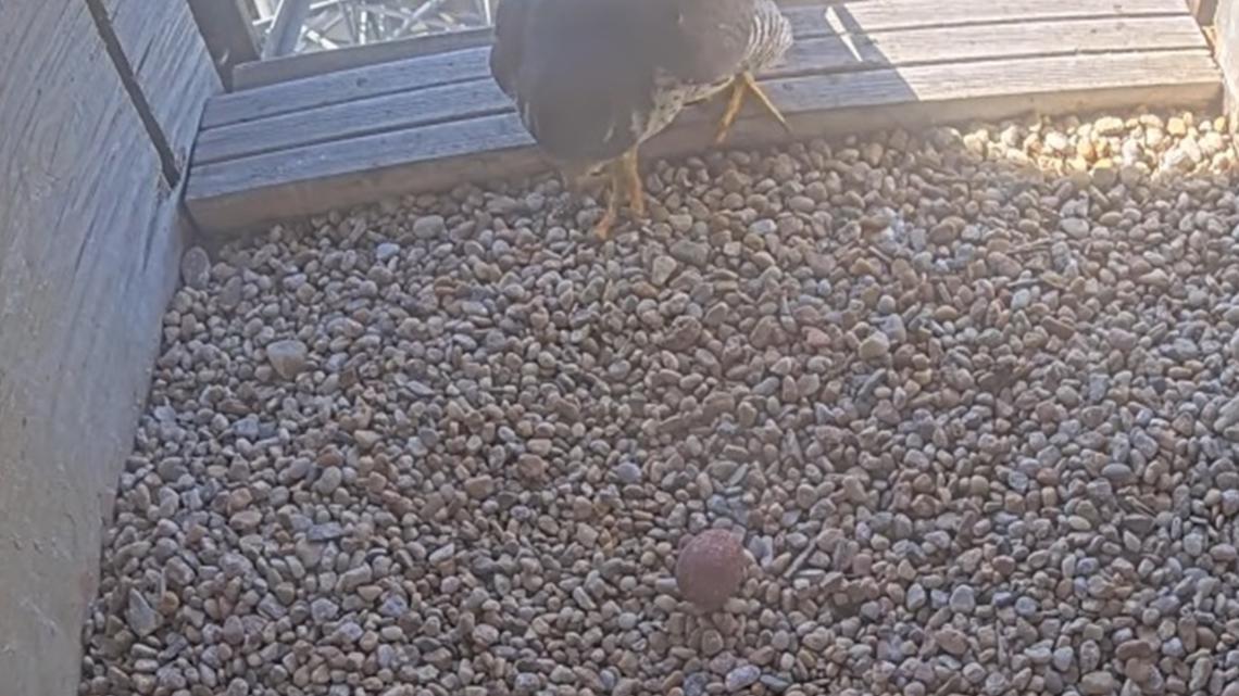 Egg spotted on LG&E and KU's live falcon cam | whas11.com