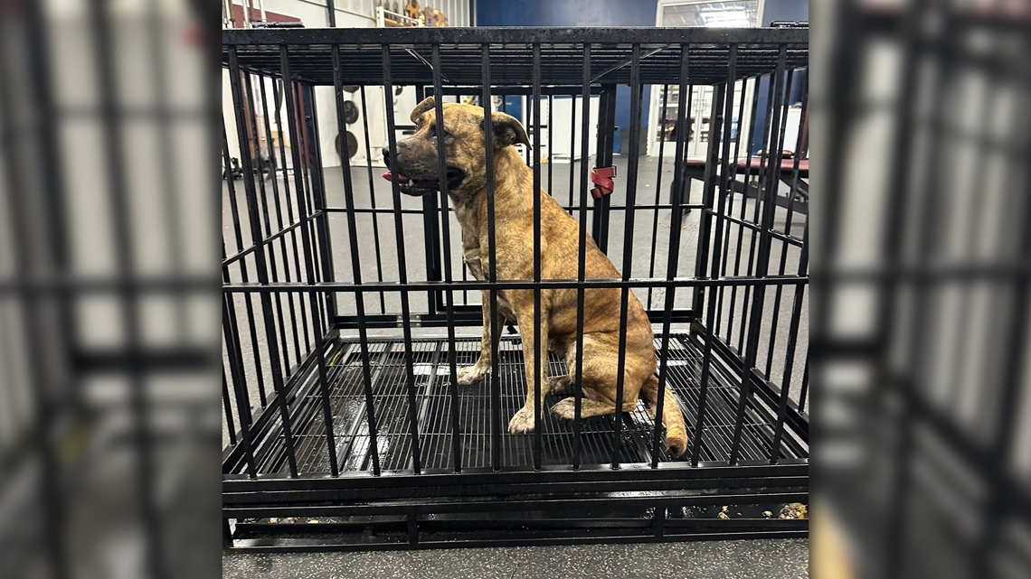 Kentucky sheriff’s office declares ‘most elusive dog’ in the county’s ...