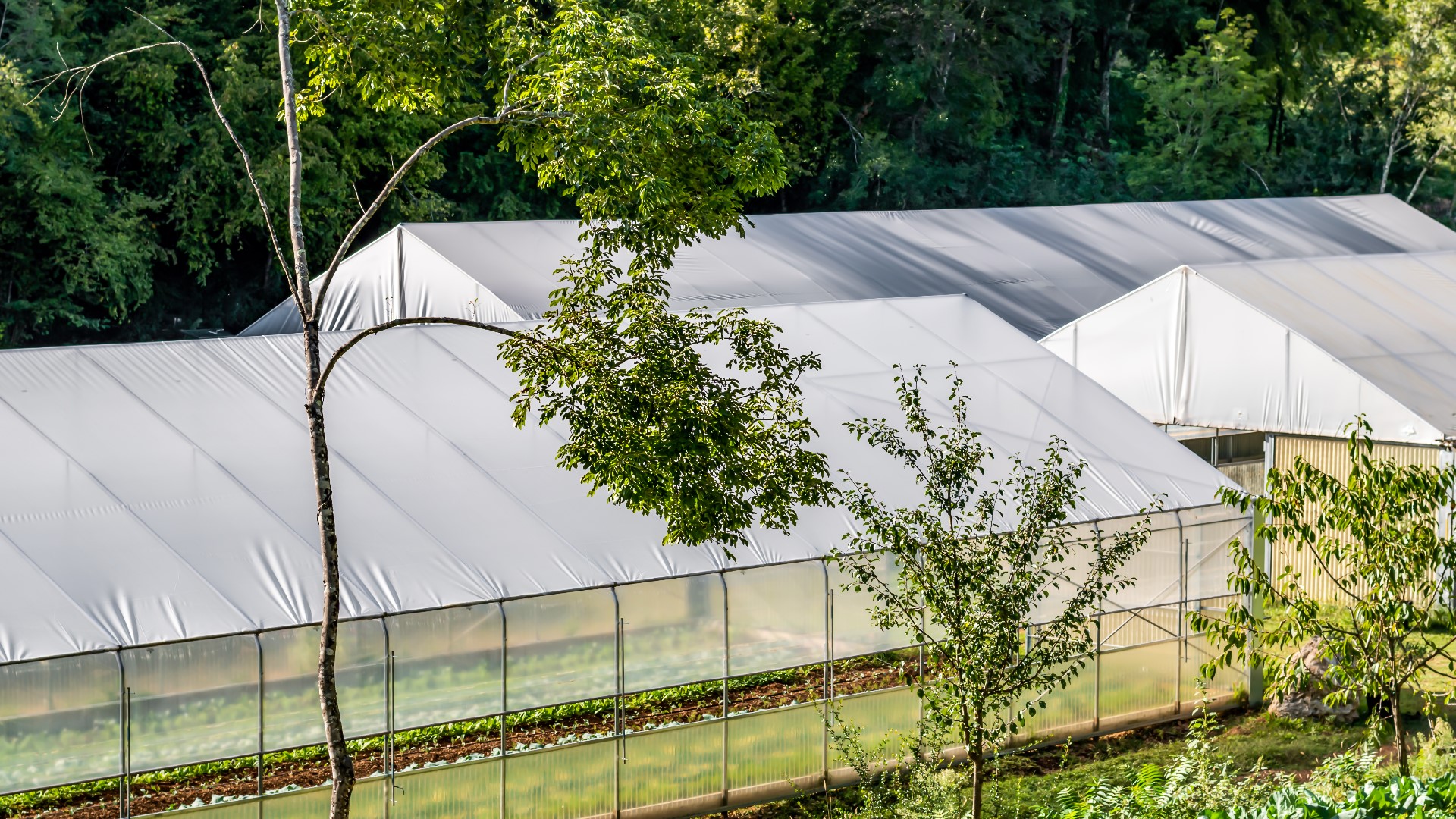 Kentucky and the Netherlands team to advance farming industry | whas11.com