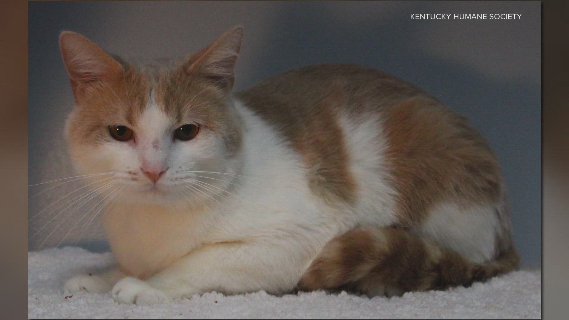 'Petco Love' triple matching donations to Kentucky Humane Society ...