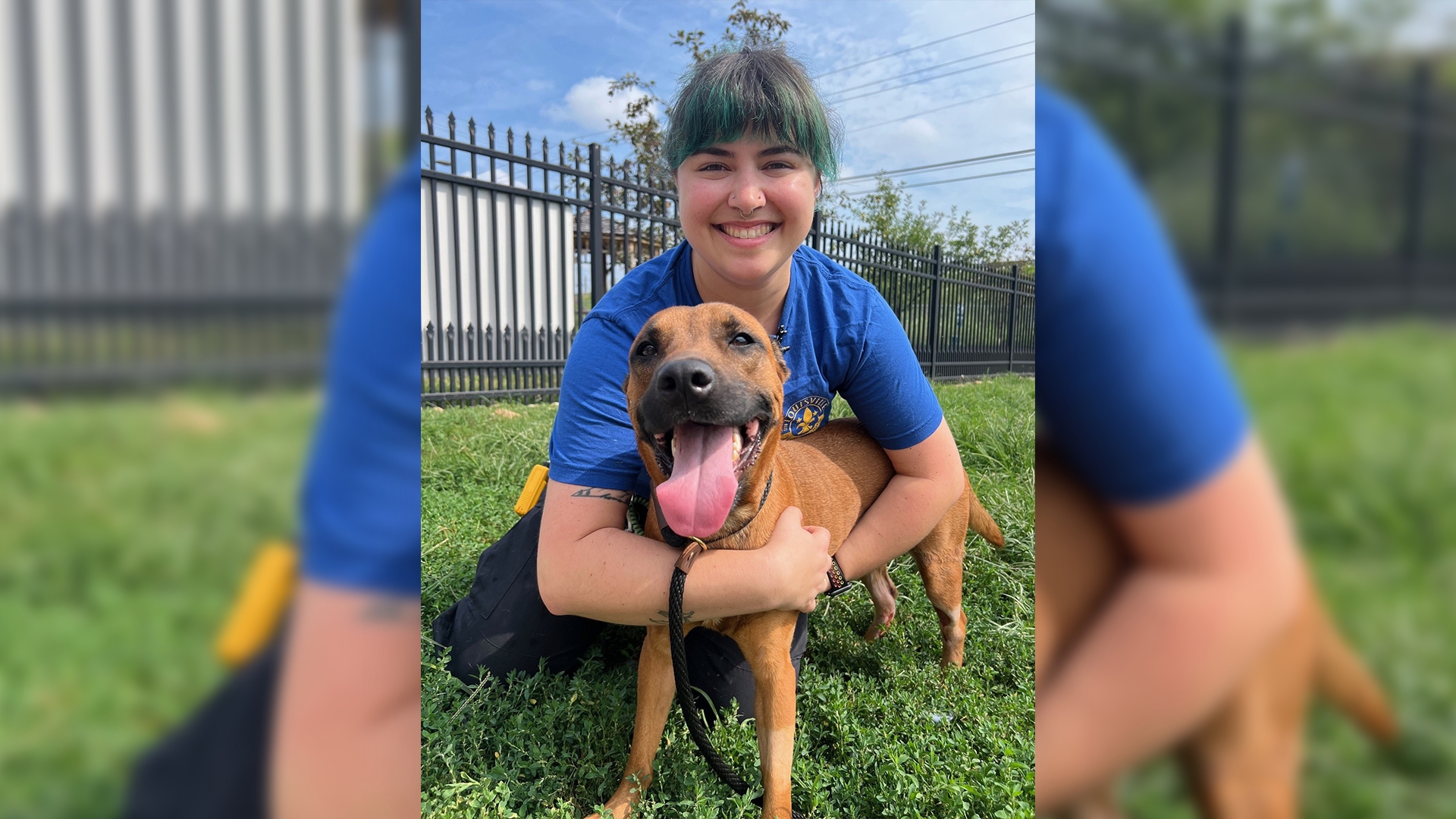 WHAS11 Shelter Star 'Freedom' up for adoption at LMAS | whas11.com