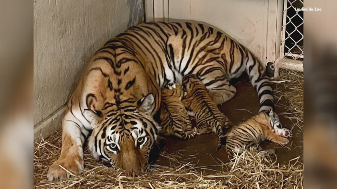 Three endangered tiger cubs born at the Louisville Zoo | whas11.com