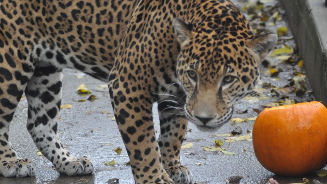 Boo at the Zoo canceled on Friday, Oct. 15 due to severe weather ...