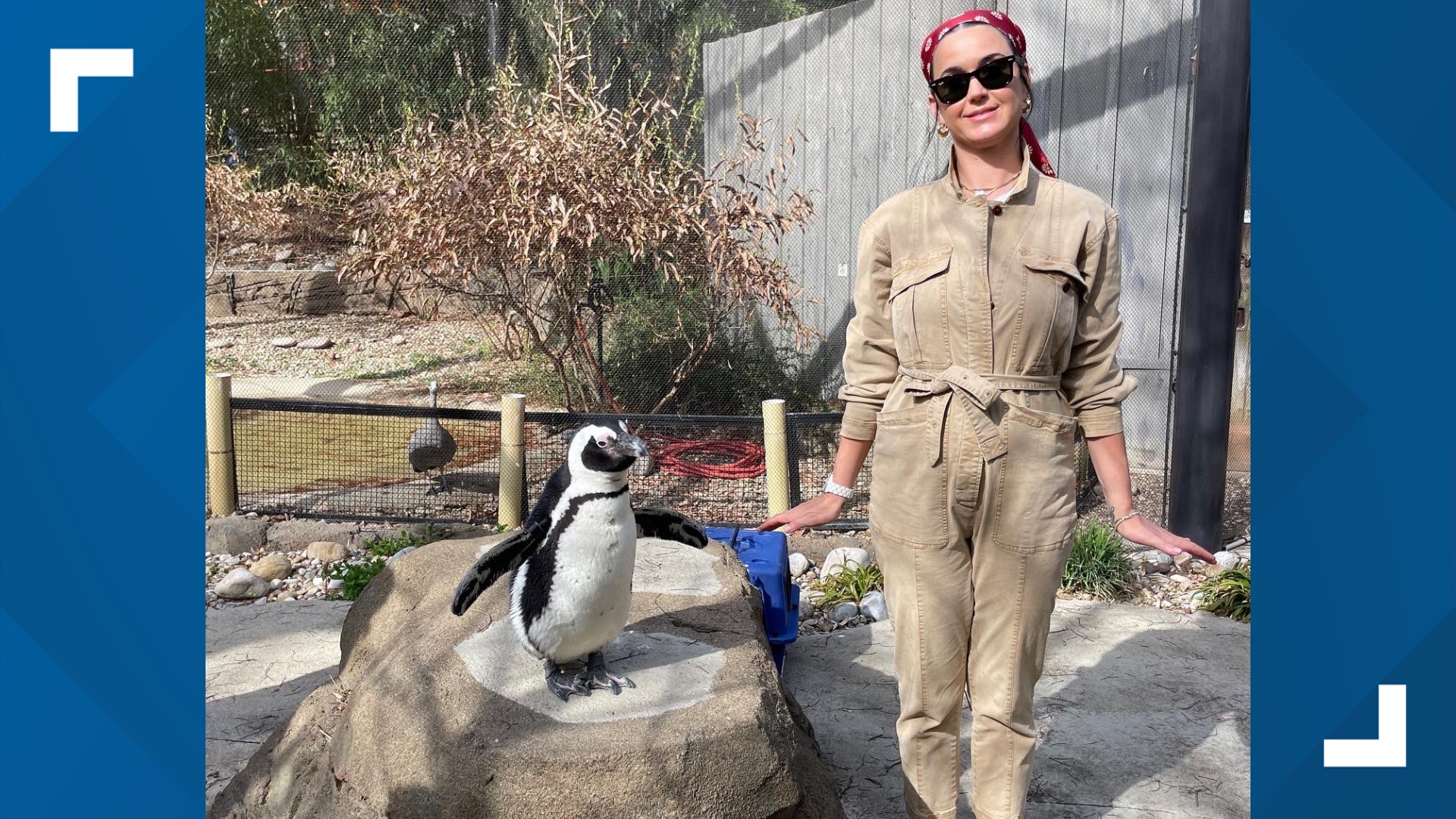 Katy Perry visits the Louisville Zoo, meets animals | whas11.com