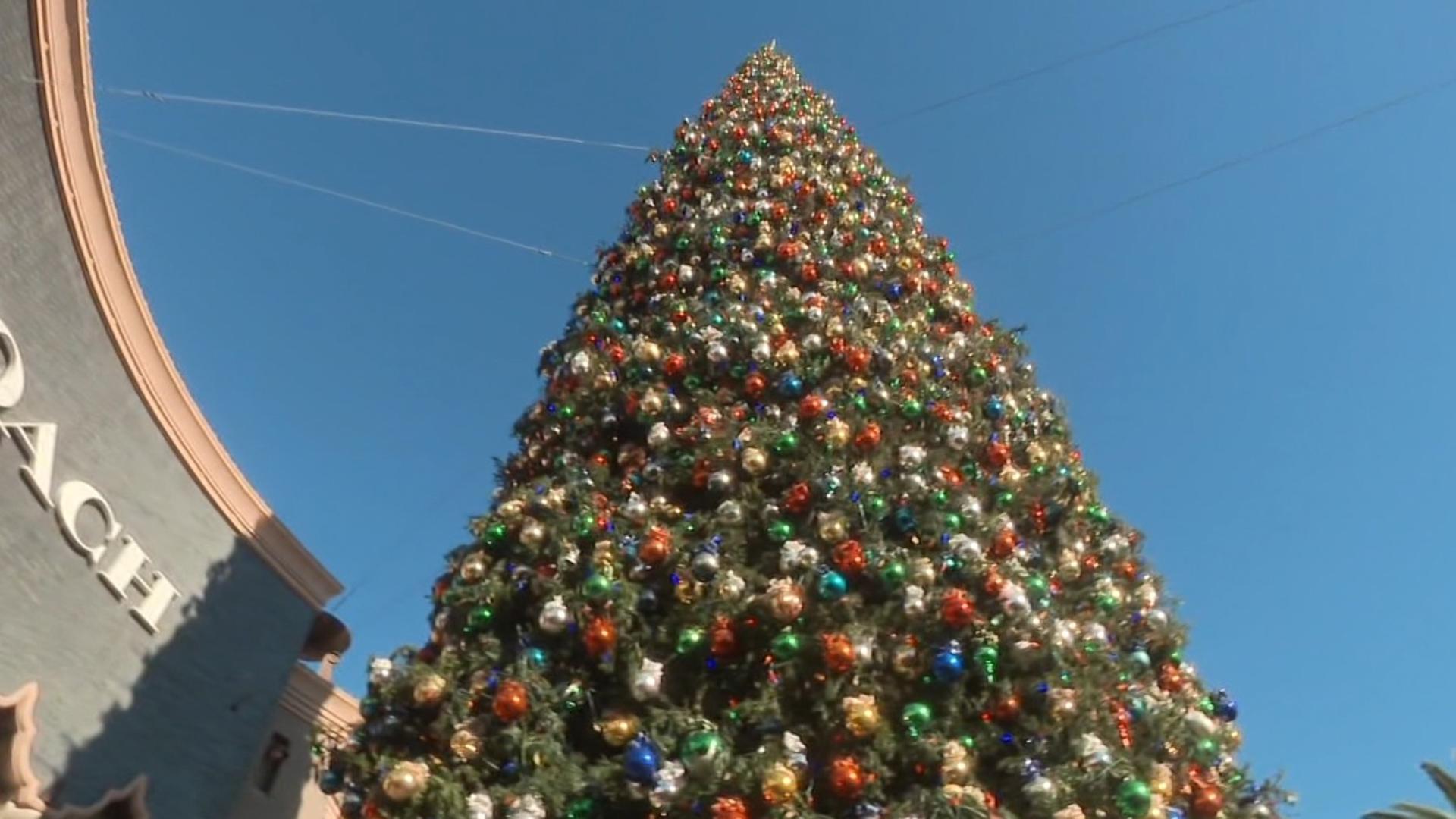 'Every tree counts': Recycle your live Christmas tree to help fish ...