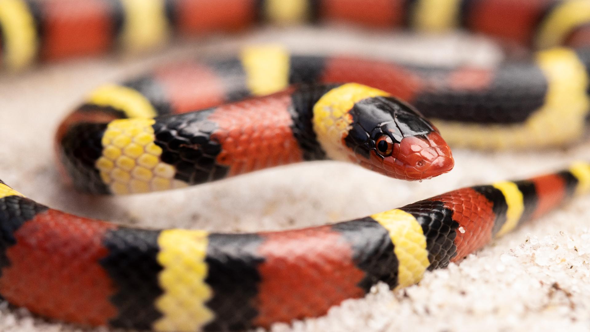 These snakes in Kentucky look like coral snakes, but they're not ...