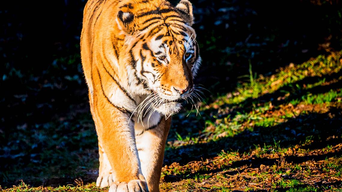 Louisville Zoo welcomes new Amur tiger, Timmy | whas11.com