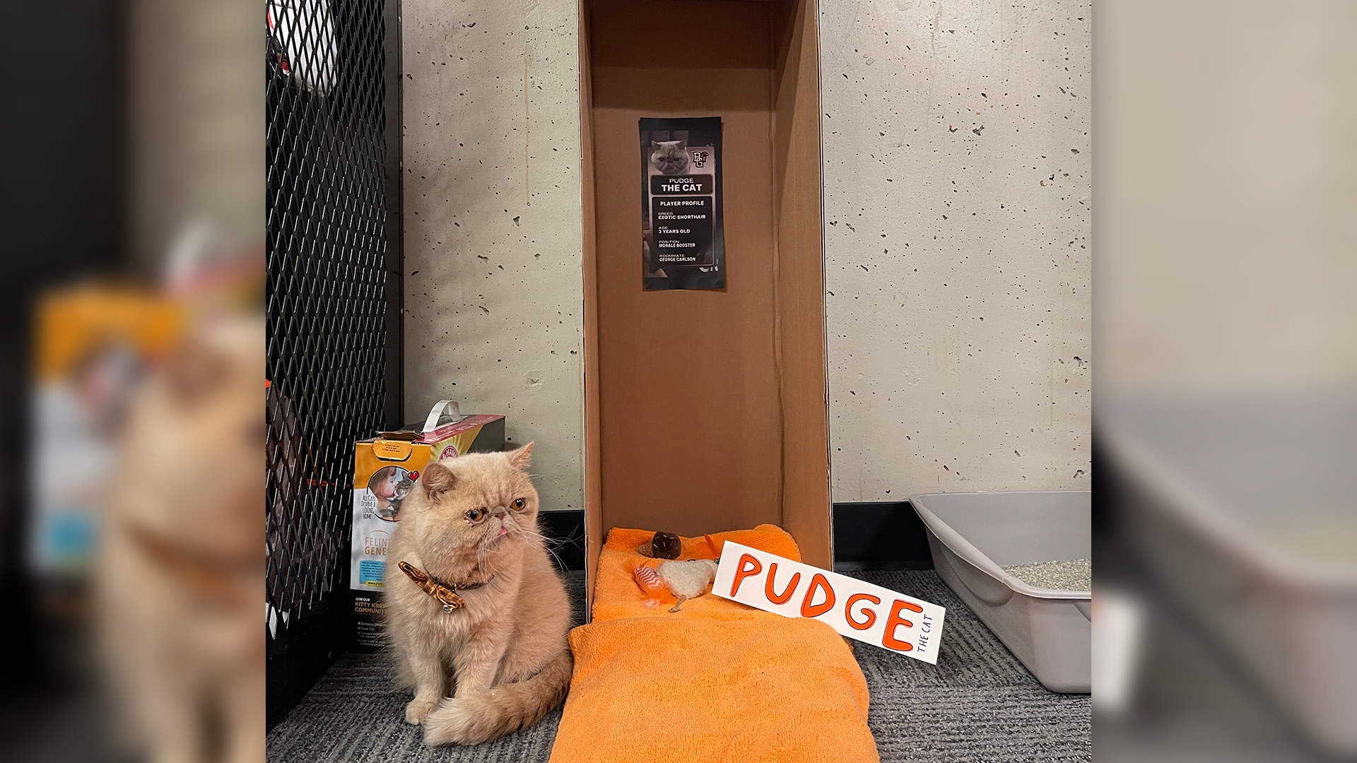 Louisville welcomes BGSU's Pudge the cat in style | whas11.com