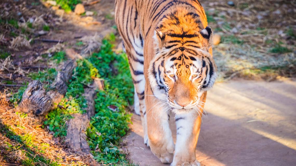 Louisville Zoo welcomes new Amur tiger, Timmy | whas11.com