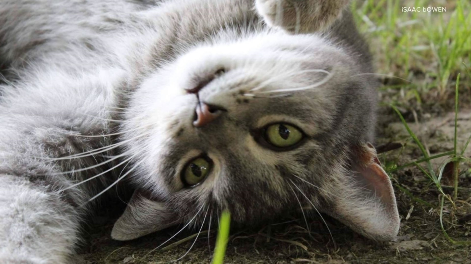 Amazon driver's love for cat while on delivery route goes viral ...