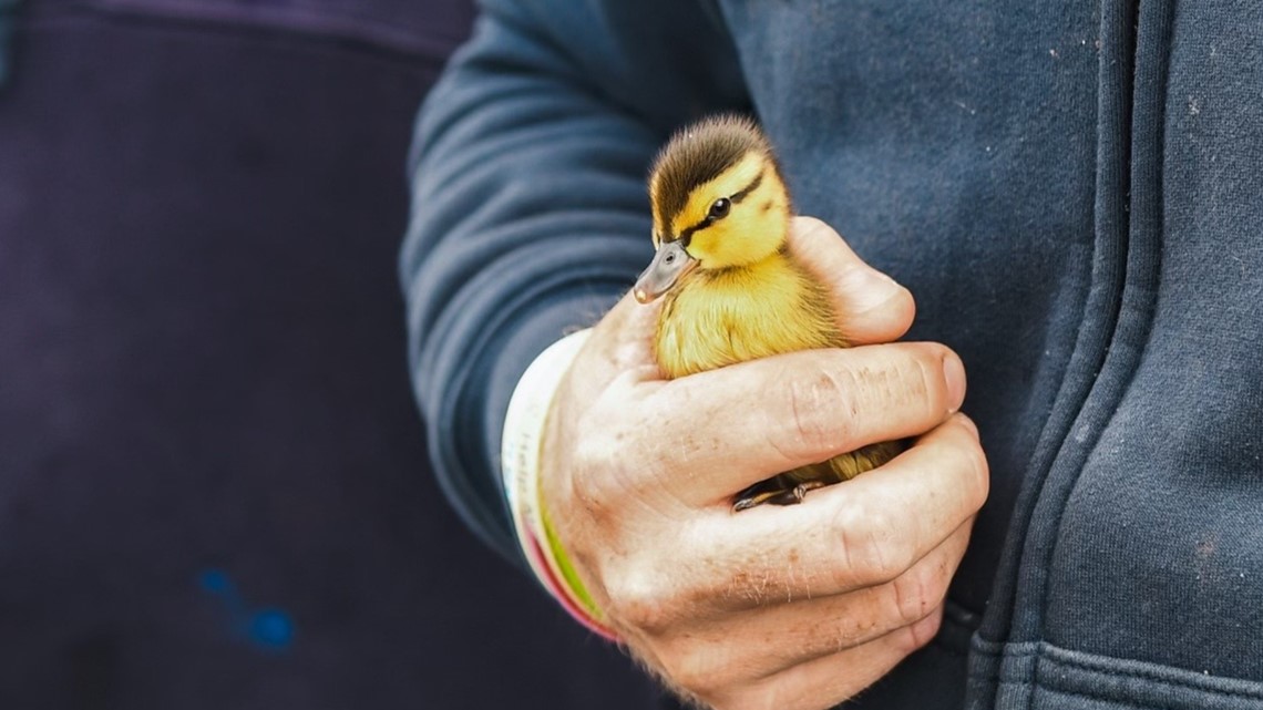 PHOTOS | Okolona firefighters, MSD help rescue 12 baby ducks from storm ...
