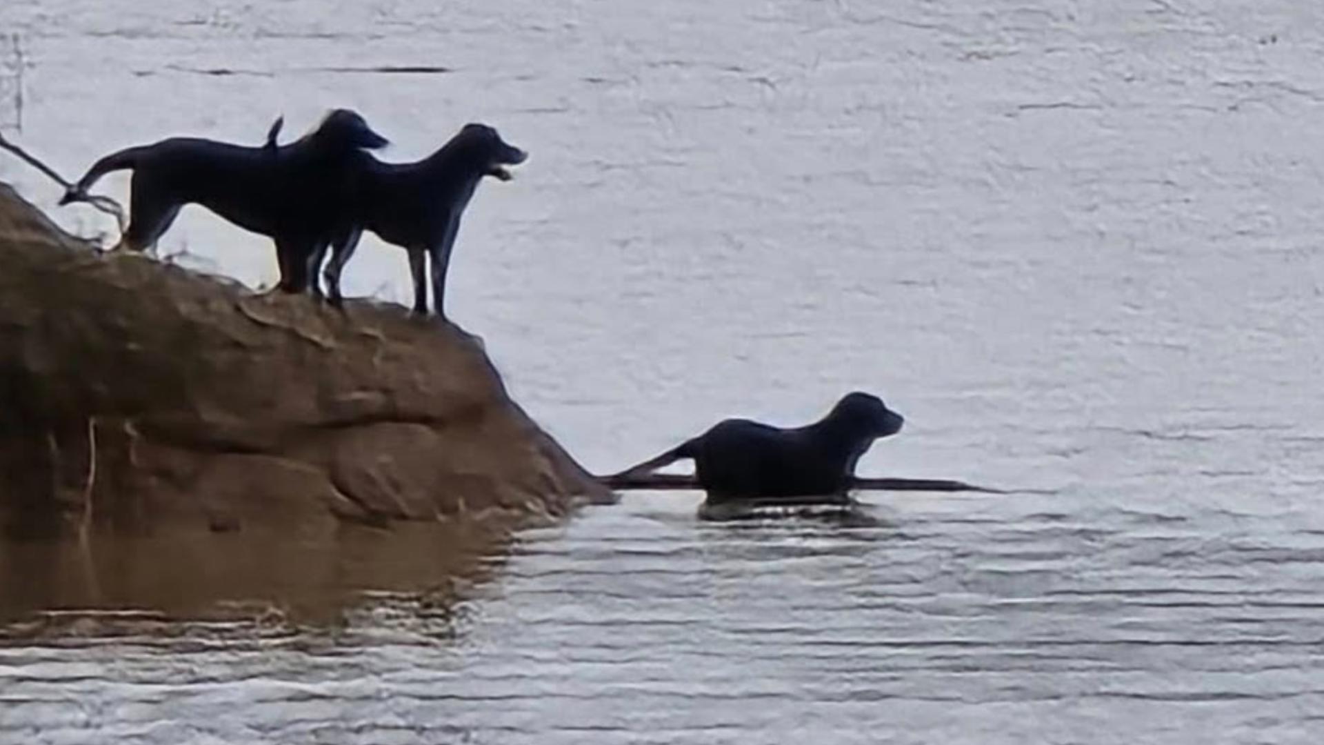 Dogs stranded on Ohio River saved by southern Indiana water rescue team ...