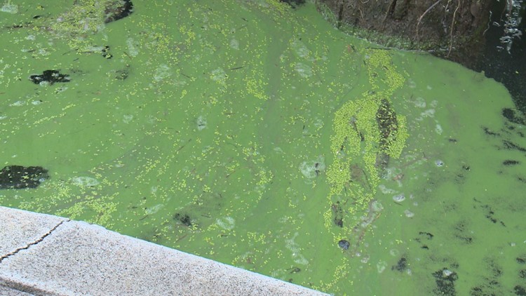 Harmful algae blooms in Ohio River could affect swimming portion of ...