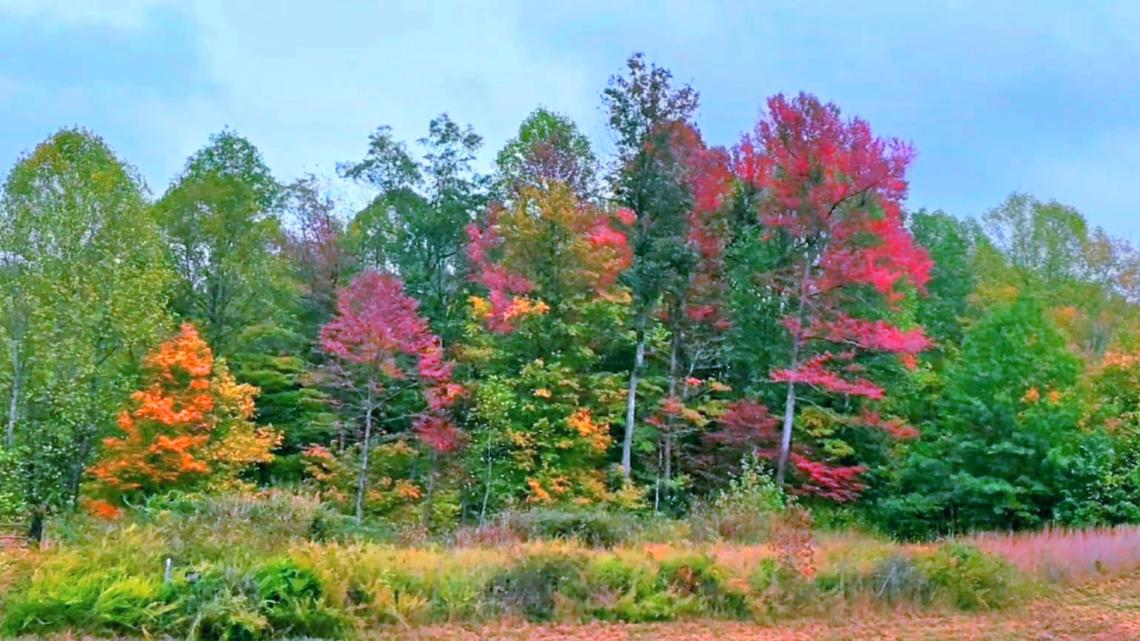When will leaves change fall colors in Kentucky, Indiana? | whas11.com