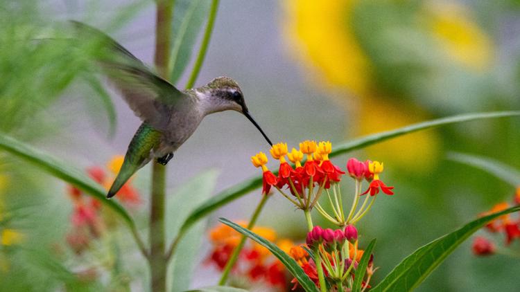 Migration map: First hummingbirds arrive early in Kentucky | whas11.com