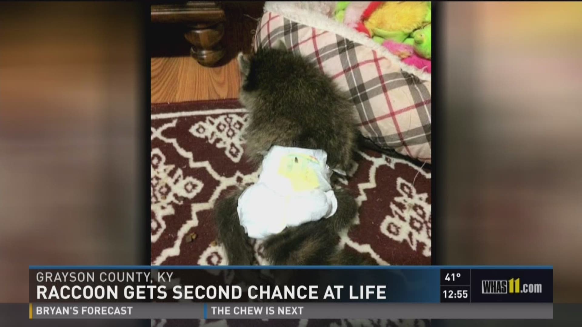 A second Chance at life: Raccoon and pig form bond | whas11.com