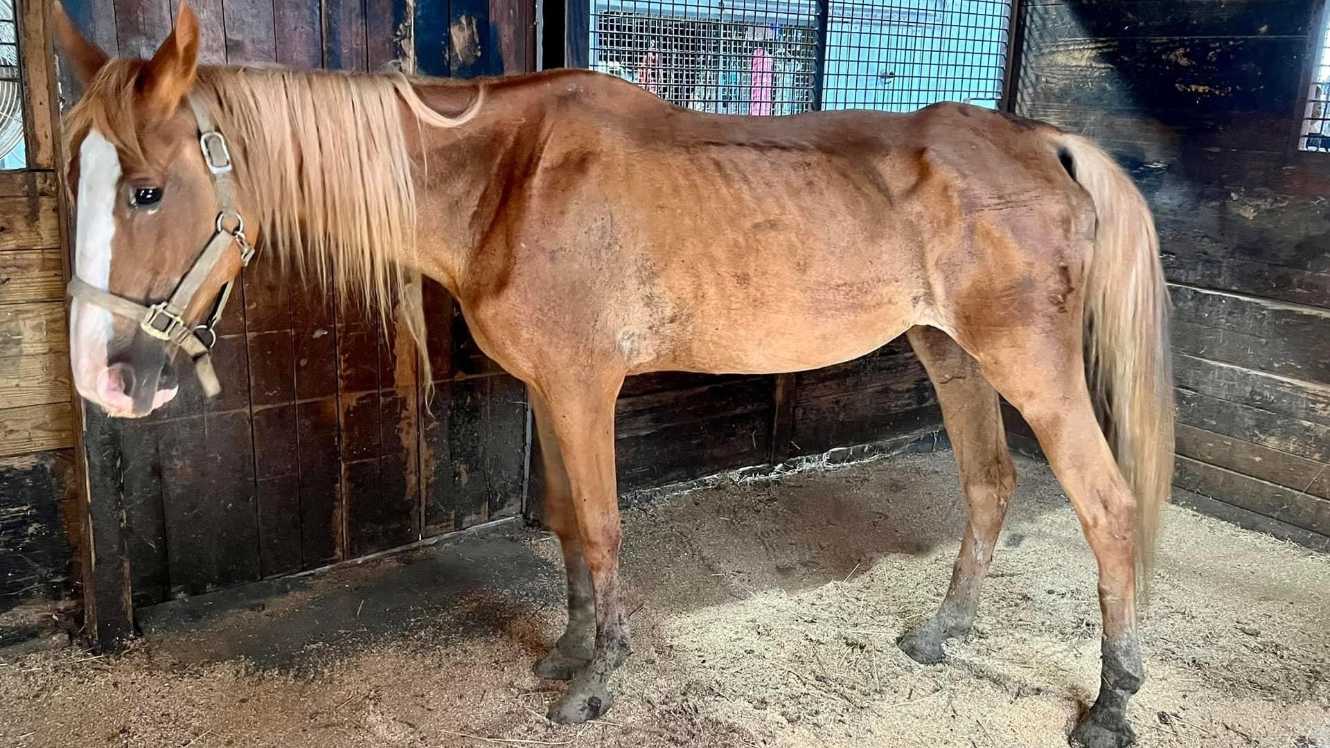 Kentucky Humane Society takes in 2 horses found starving | whas11.com