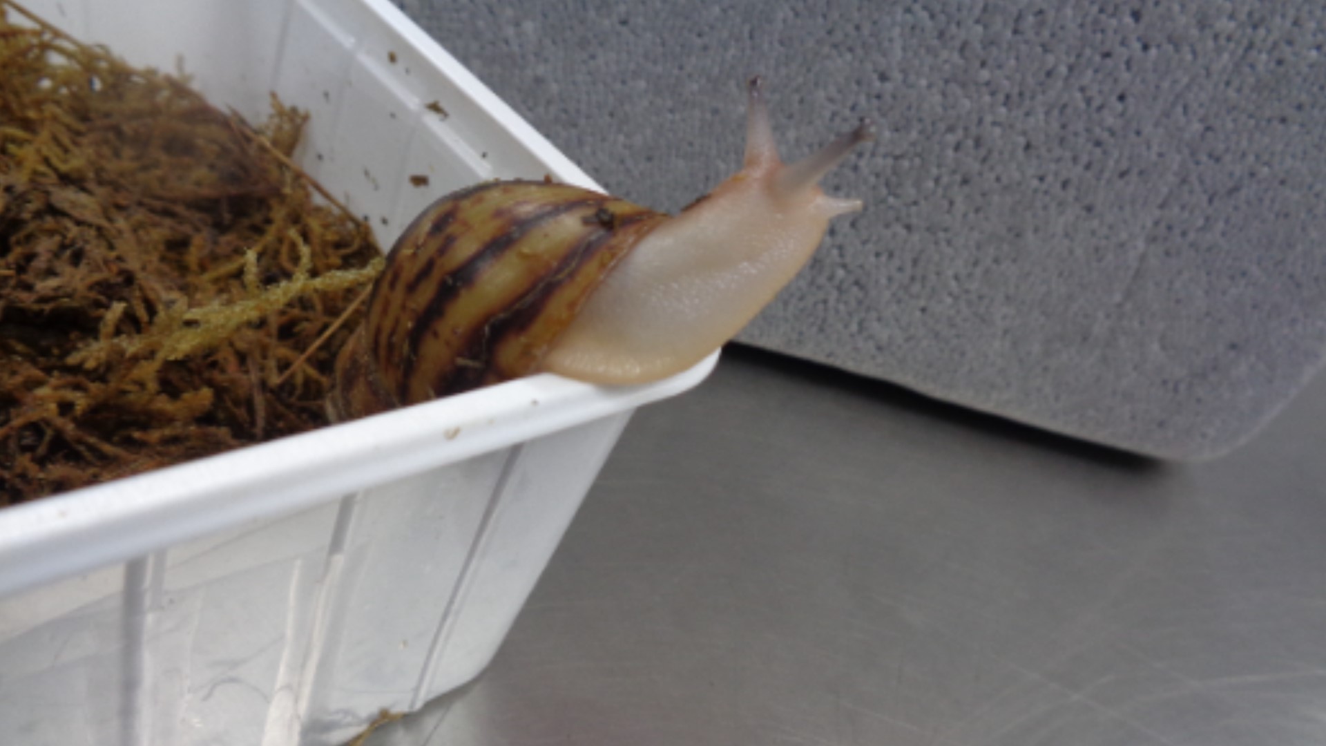 Cbp Agriculture Specialists Seize 2 Giant African Snails