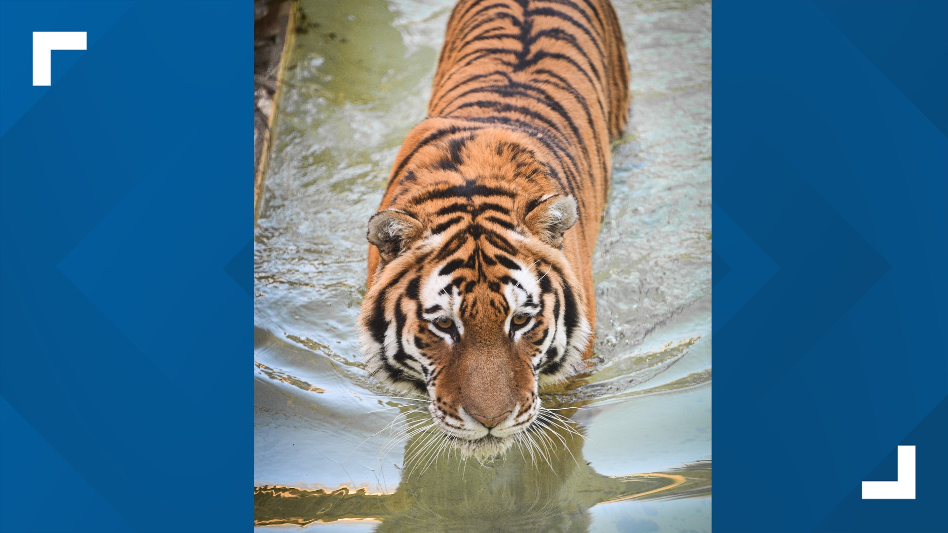 Louisville Zoo welcomes new Amur tiger, Timmy | whas11.com