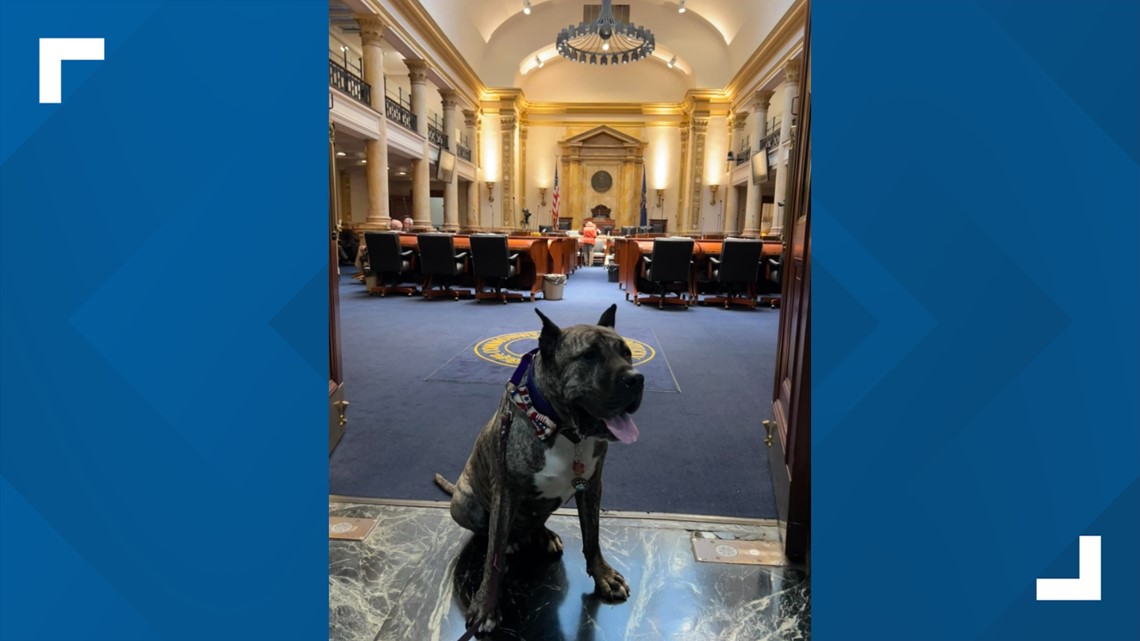 Former Kentucky shelter dog helps pass anti animal abuse bill | whas11.com