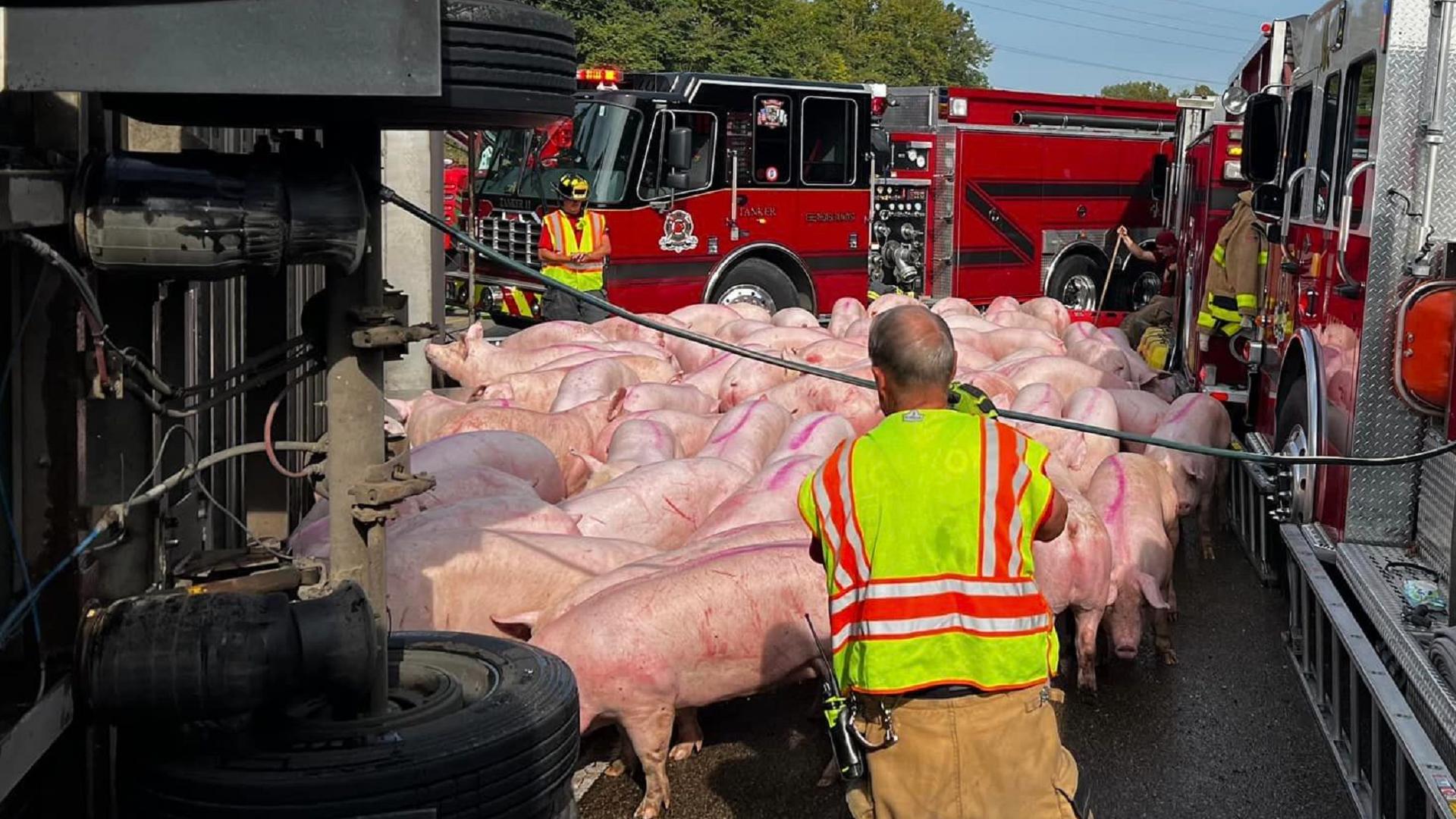 Over 160 pigs rescued from Monroe Co. crash | whas11.com