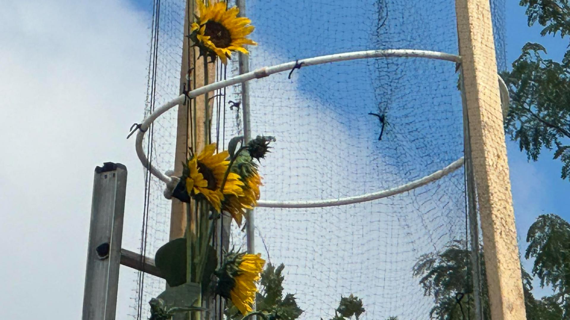 Tallest ever sunflower is growing in Indiana | whas11.com